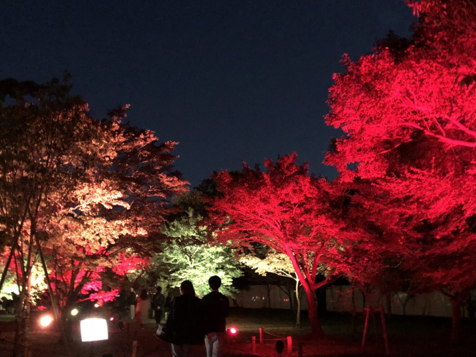 二条城の紅葉とライトアップ2023年ガイド！見頃ごろや見どころは？ | VELTRA旅行ガイド