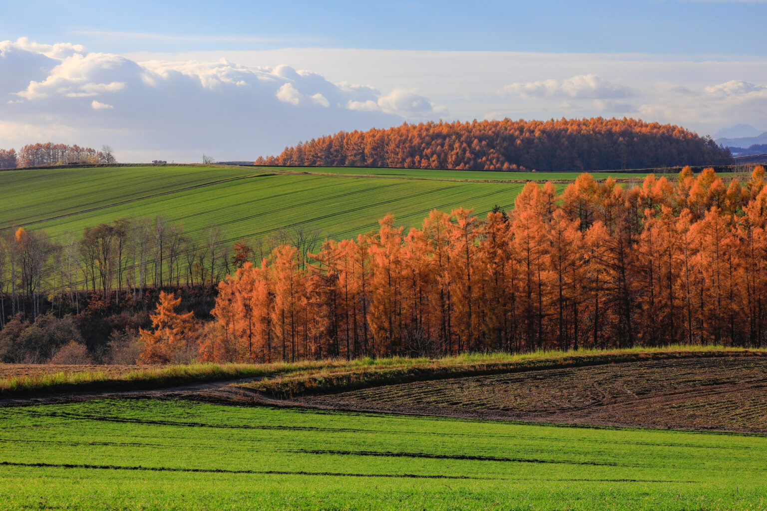 北海道2泊3日モデルコース！旭山動物園や富良野を巡るおすすめプラン | VELTRA旅行ガイド