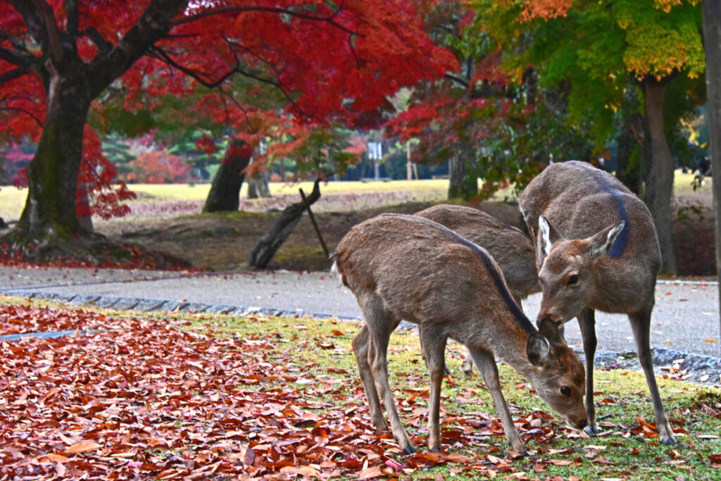 仙台御朱印巡りのおすすめモデルコースを紹介！ | VELTRA旅行ガイド
