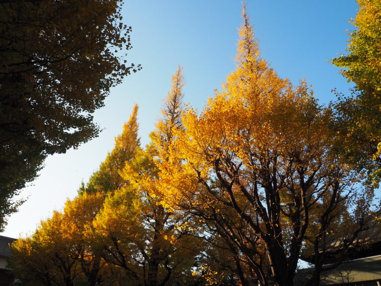 【9月観光ガイド】東京観光おすすめスポット15選！公園や美術館も | VELTRA旅行ガイド