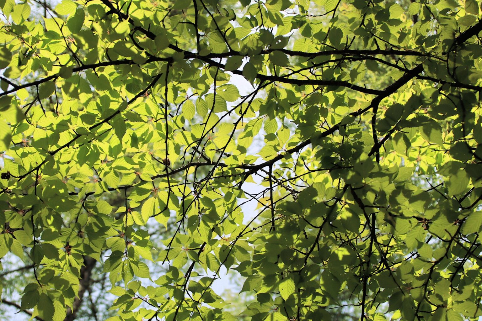 1月に水戸を観光するなら必見！観光やグルメなどおすすめ14選 | VELTRA旅行ガイド