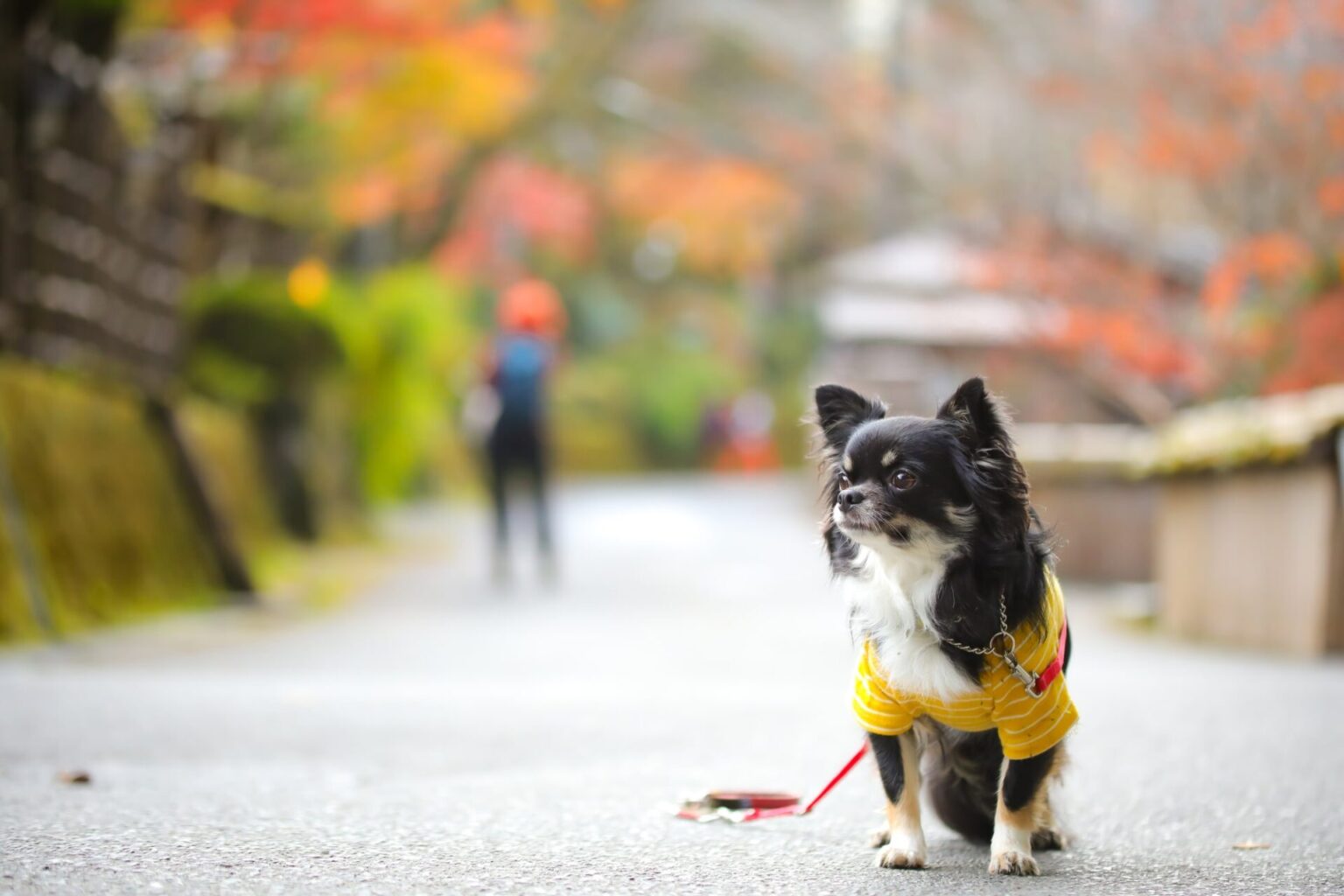 【9月観光ガイド】山形おすすめスポット10選！アクティビティ満載 | VELTRA旅行ガイド