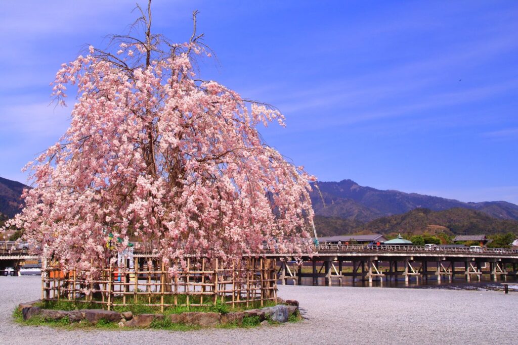 【京都】3月桜の名所22選！円山公園の夜桜から穴場まで特別なお花見体験をお届け | VELTRA旅行ガイド