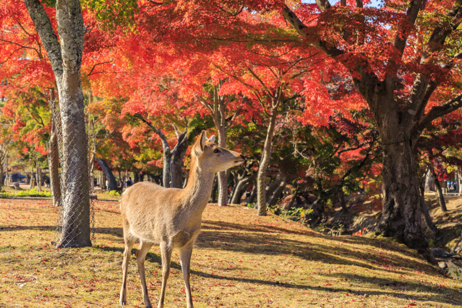 【8月観光ガイド】福島おすすめスポット13選！夏のイベント情報満載 | VELTRA旅行ガイド